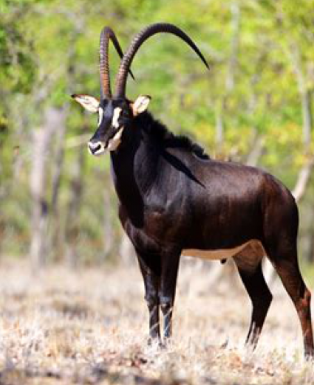 Zambia | Swanepoel Safari